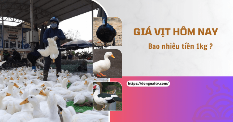 Giá vịt hôm nay - Cập nhật 2 giời trước