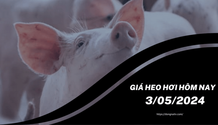 Giá heo hơi hôm nay, miền Bắc, miền Trung, miền Nam